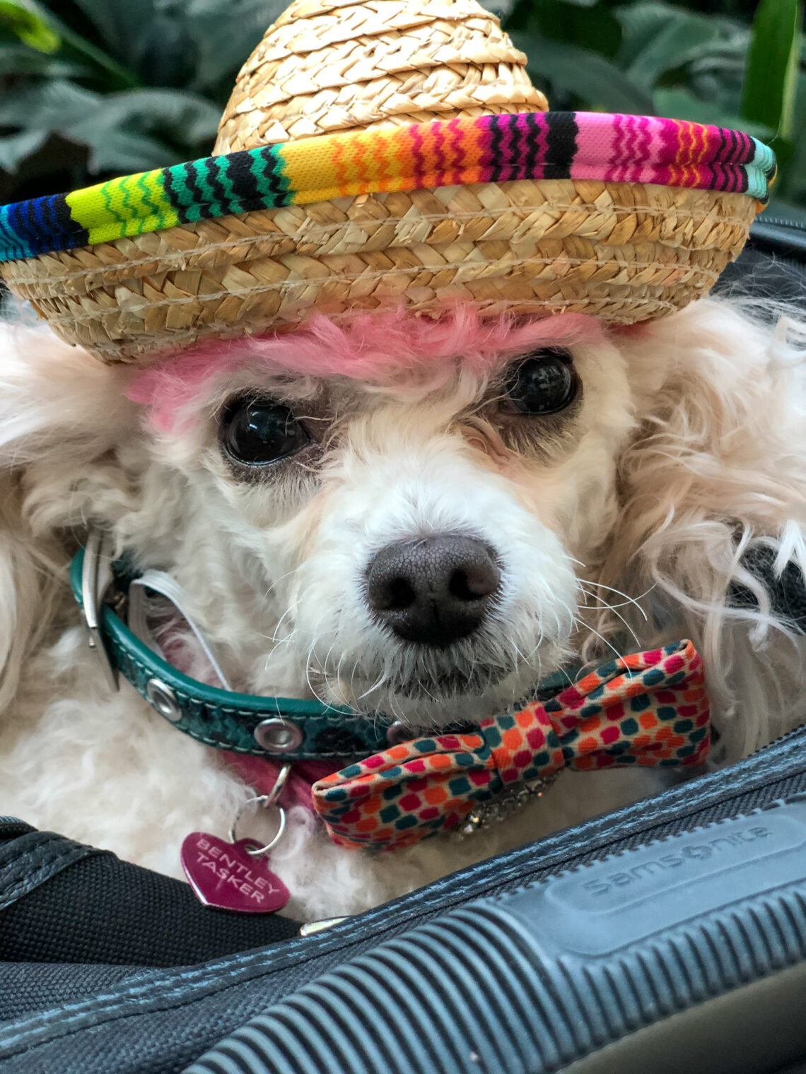 21 Best Airlines To Fly To Europe With Pets | PS This Rocks